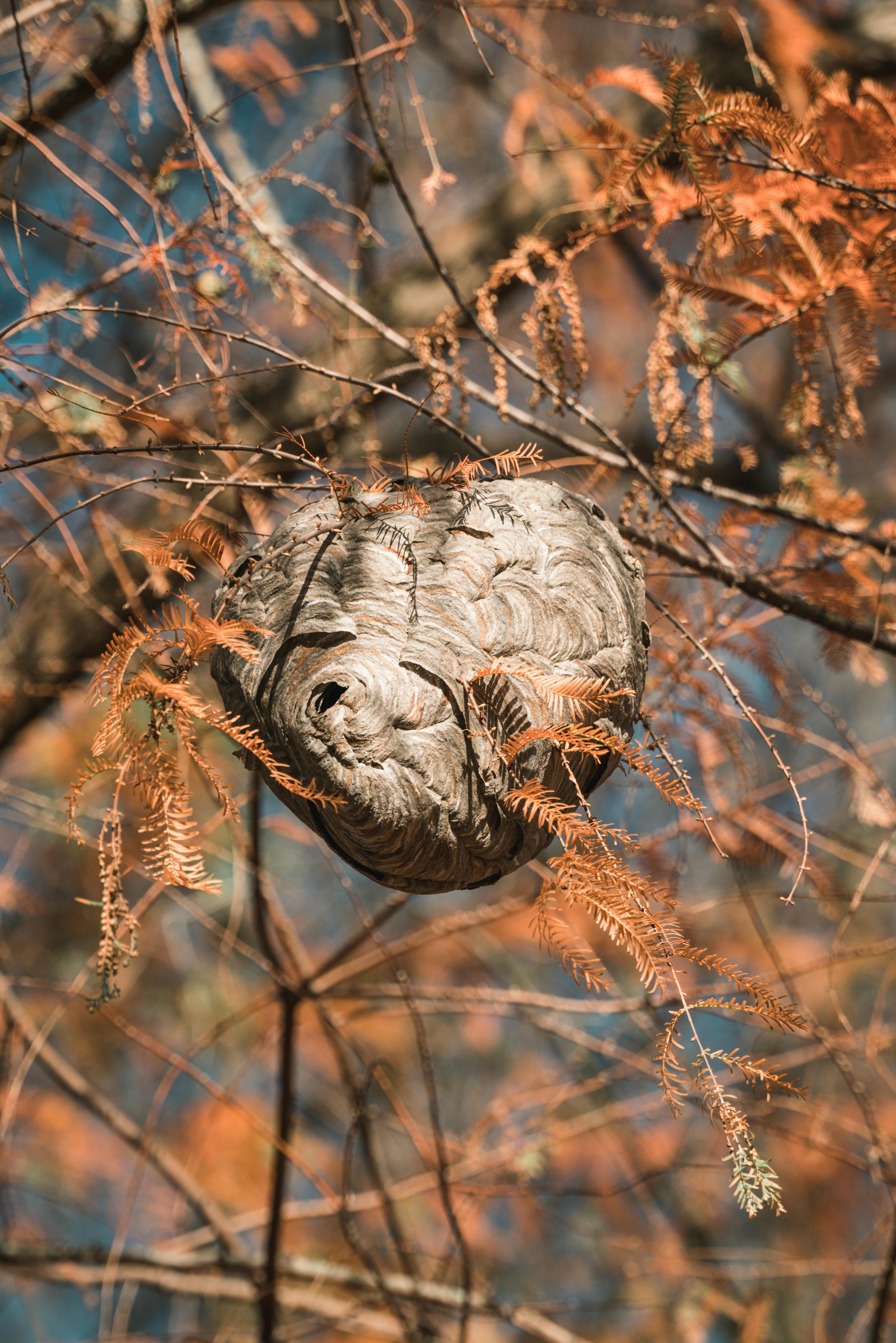 What Does A Hornets Nest Look Like? - Alta Pest Control
